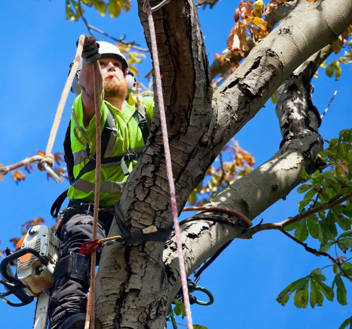 Tree Surgeon in Falkirk | Trees & Timber Ltd