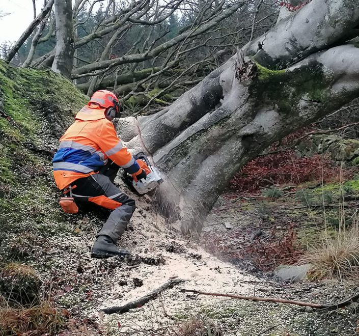 Emergency Tree Work - O'Neill Trees & Timber Ltd