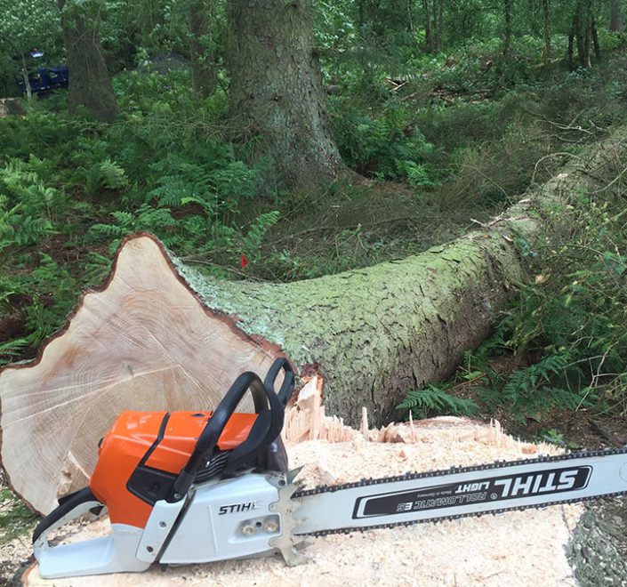 Low Impact Forestry - O'Neill Trees & Timber Ltd